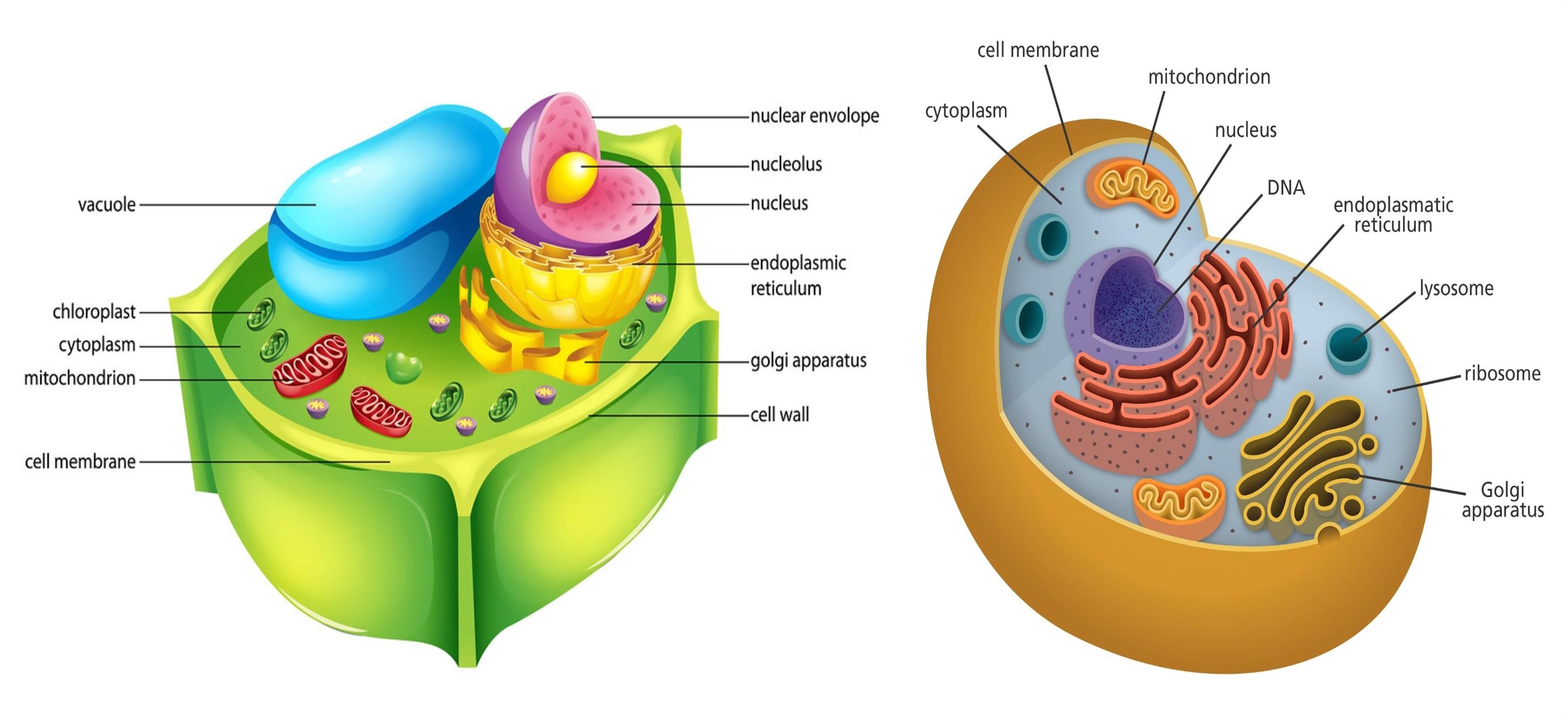 Plasma membrane (plasmalemma) — lesson. Science CBSE, Class 9.