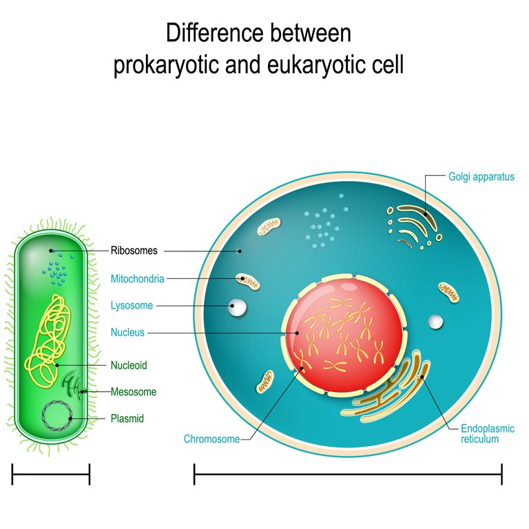 Difference between prokaryotic cell @ Eukaryotic cell — lesson. Science ...