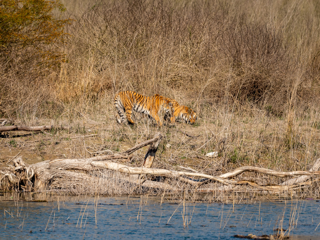 Explanation — lesson. English Language CBSE, Class 10.