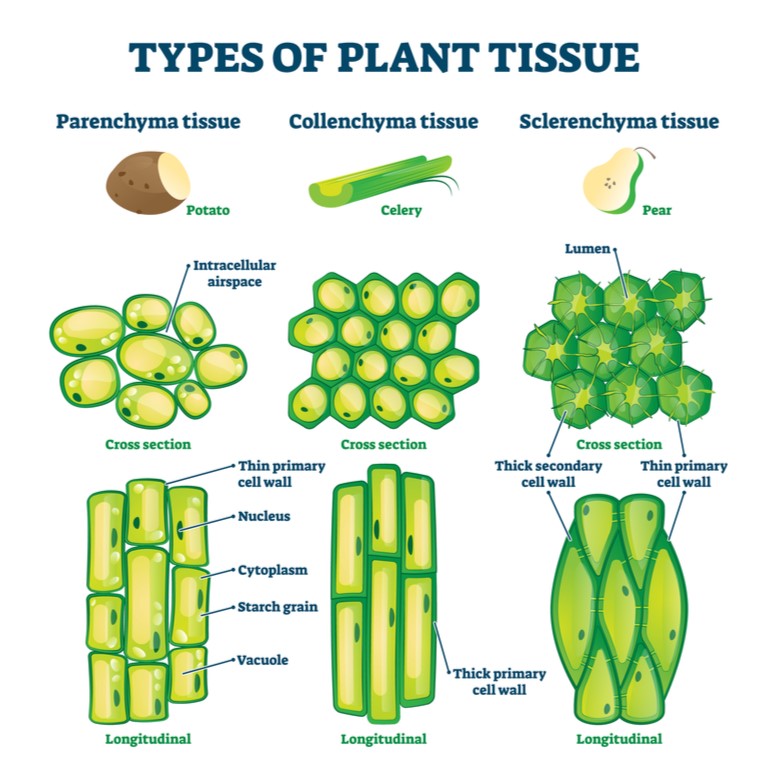 Difference between parenchyma, collenchyma and sclerenchyma — lesson ...