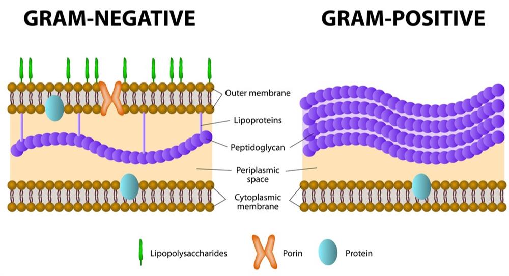 Structure of bacteria — lesson. Science State Board, Class 9.