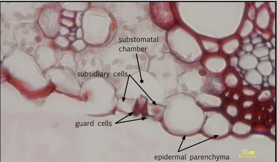Tissue system — lesson. Science State Board, Class 10.