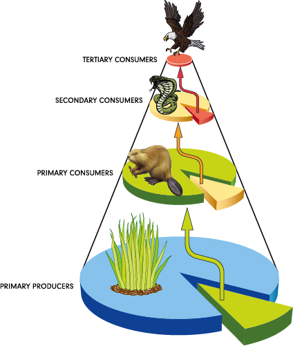 Other Functions of Forests — lesson. Science CBSE, Class 7.
