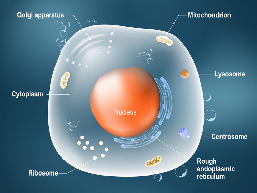 Cytoplasm — lesson. Science CBSE, Class 9.