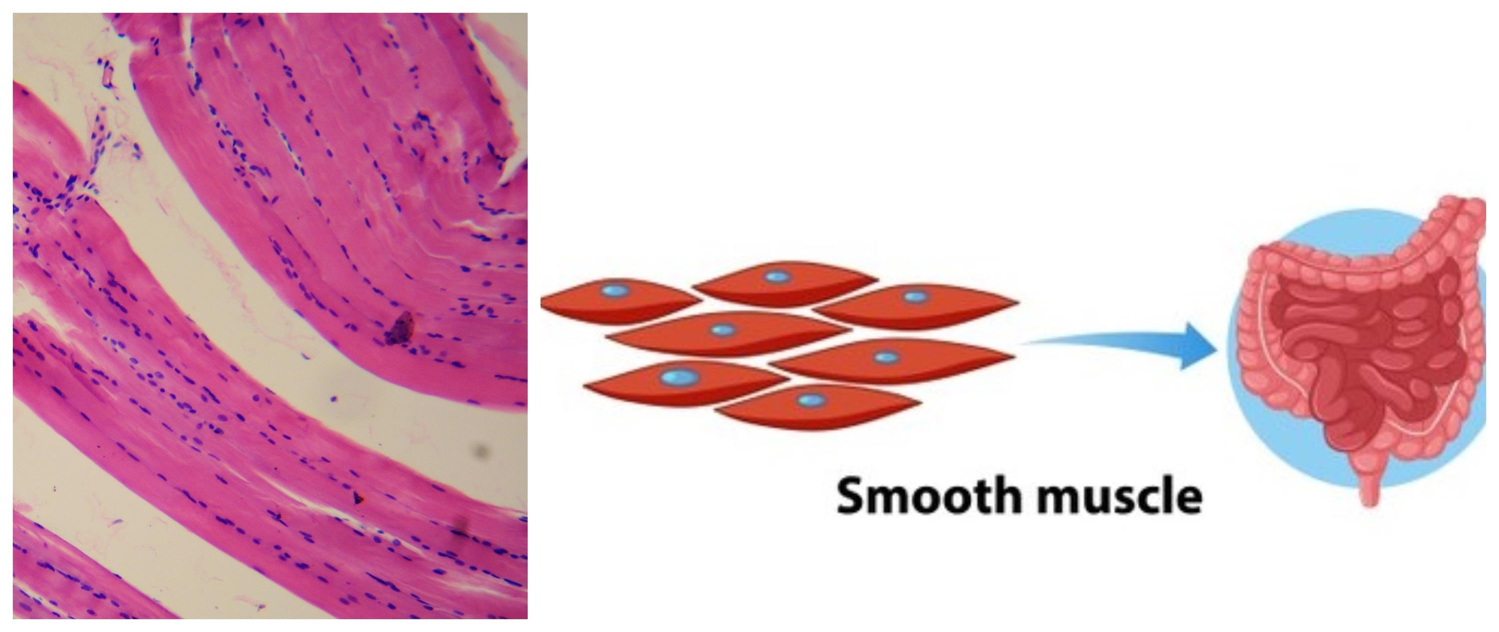 Muscular tissue — lesson. Science State Board, Class 9.