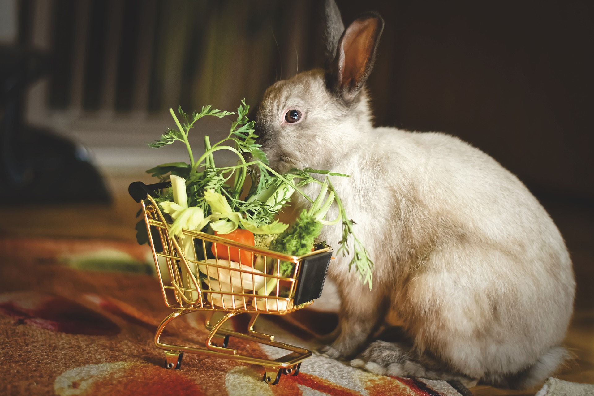 Habit and habitat of rabbit — lesson. Science State Board, Class 10.