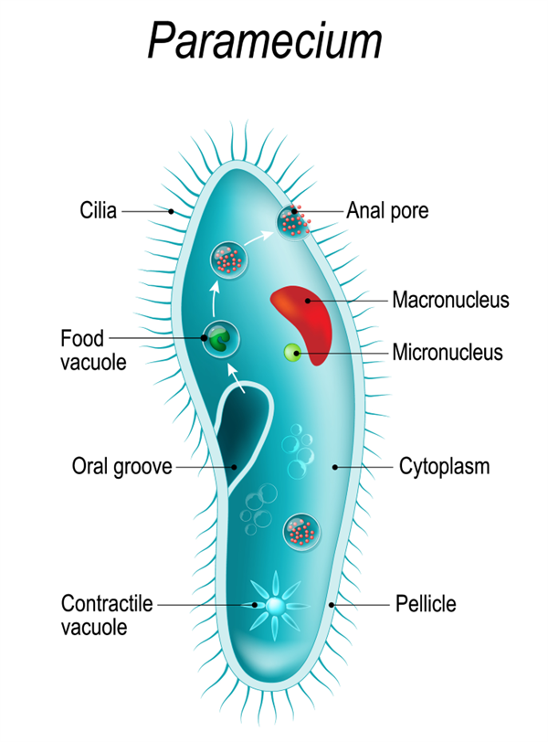 Unicellular organisms — lesson. Science State Board, Class 6.