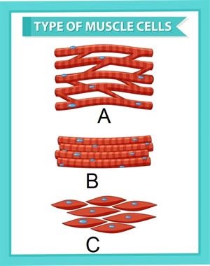 Picture based questions from animal tissues — task. Science CBSE, Class 9.