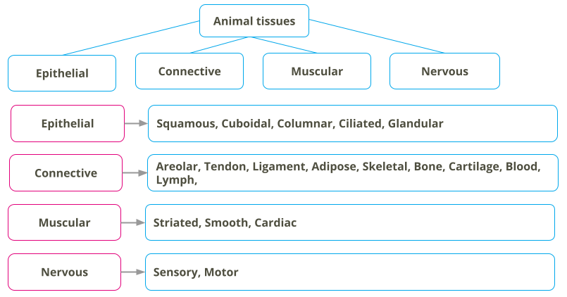 Tissues and their types — lesson. Science State Board, Class 8.