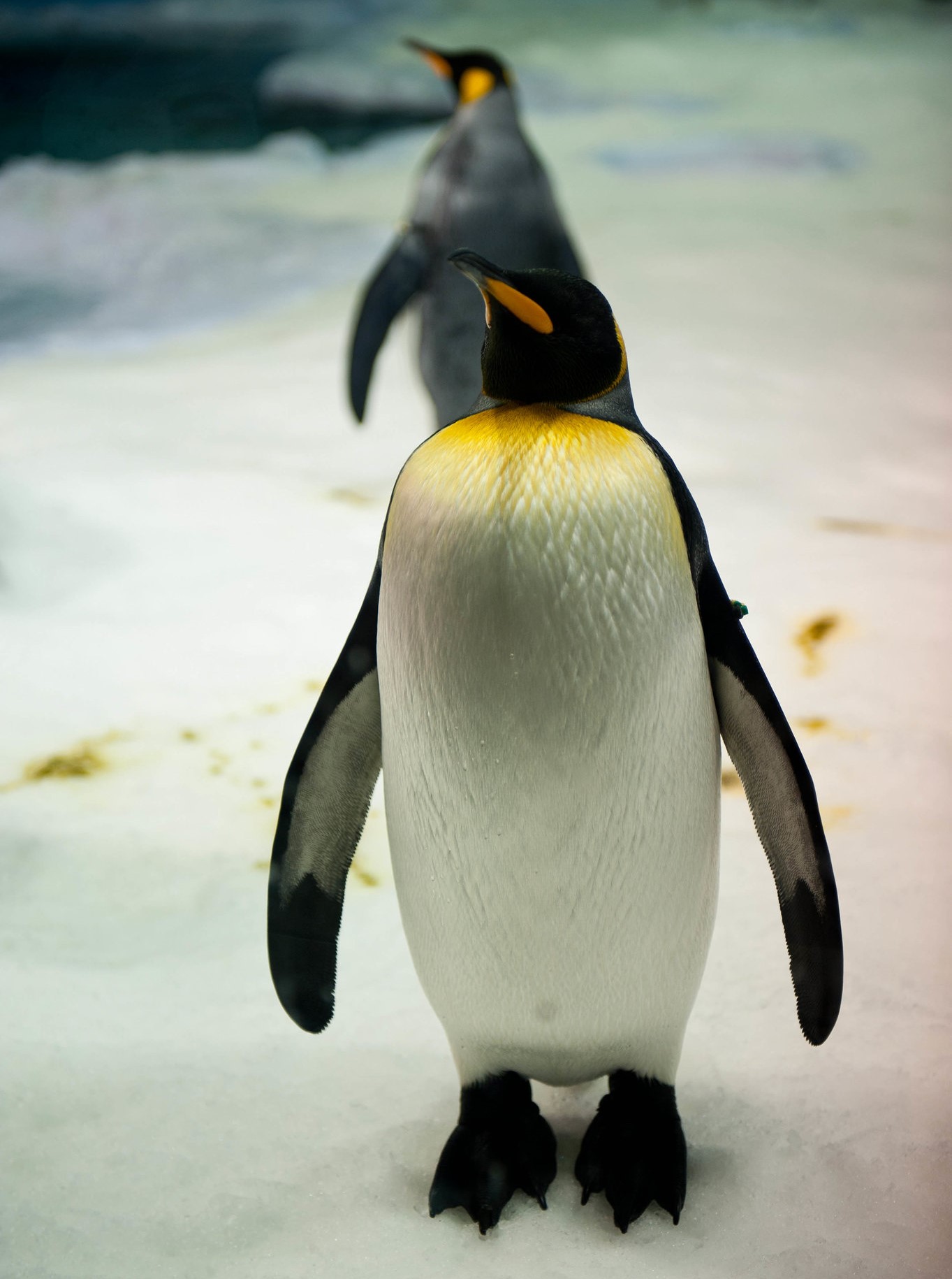 Adaptations of animals present in polar regions — lesson. Science State ...