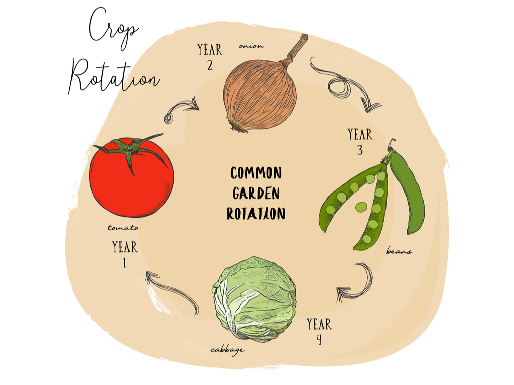 Crop rotation — lesson. Science State Board, Class 8.
