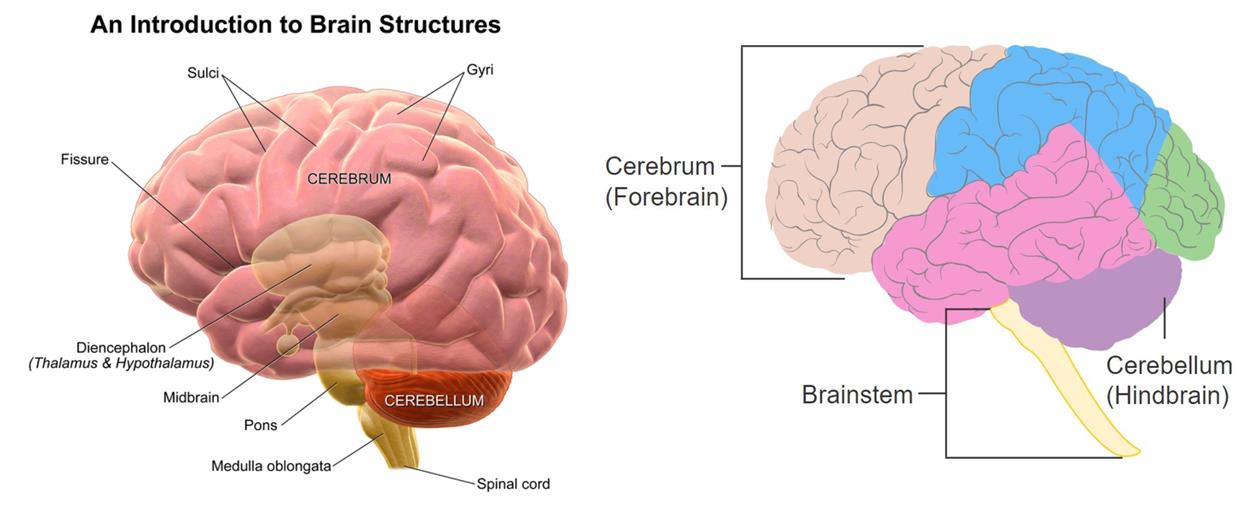 Human brain - Meninges of the brain, Forebrain structure and function ...
