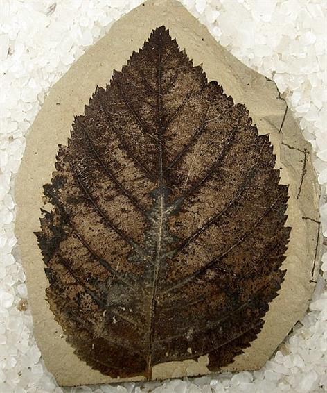 Palaeobotany — lesson. Science State Board, Class 10.