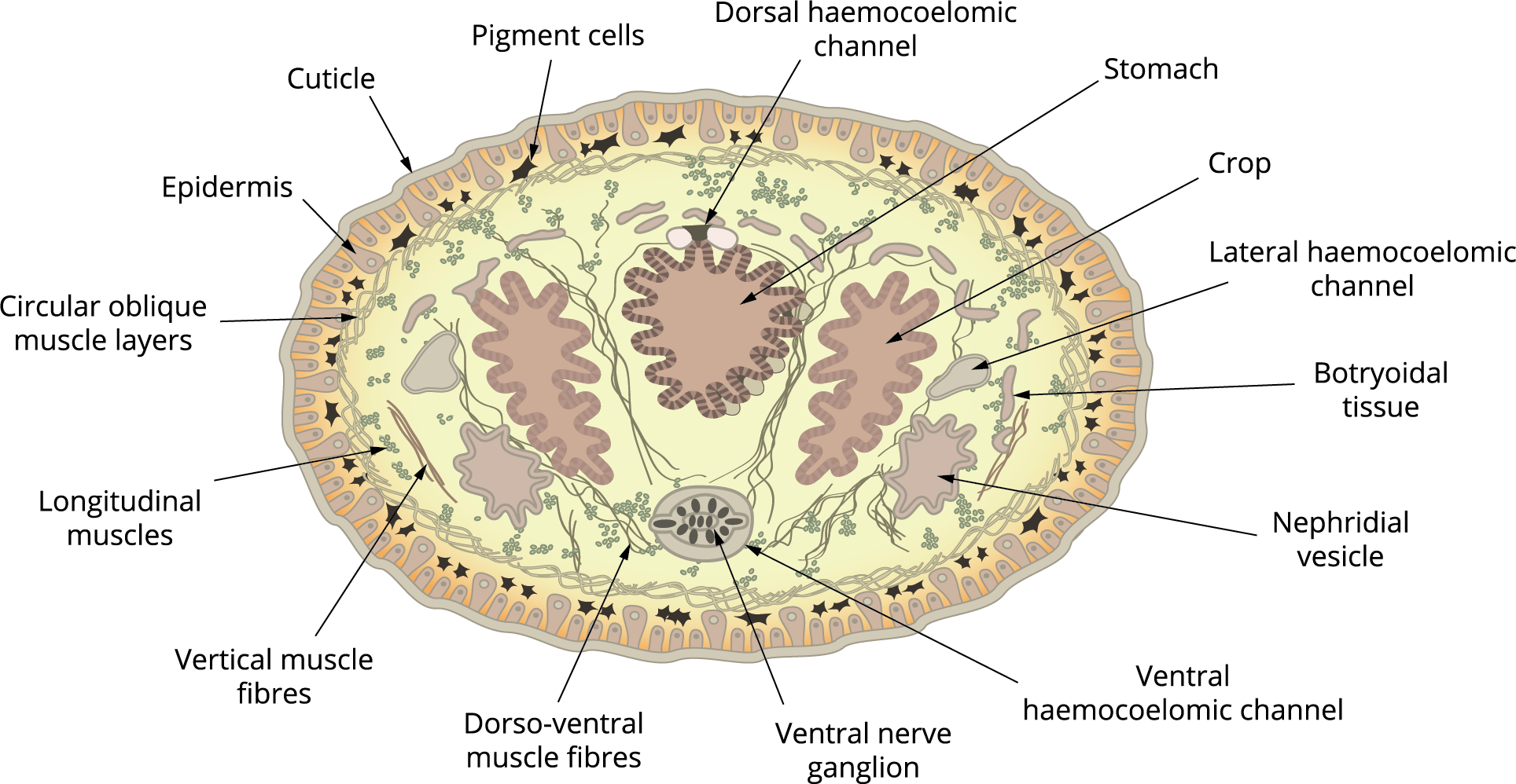 Digestive system of leech — lesson. Science State Board, Class 10.