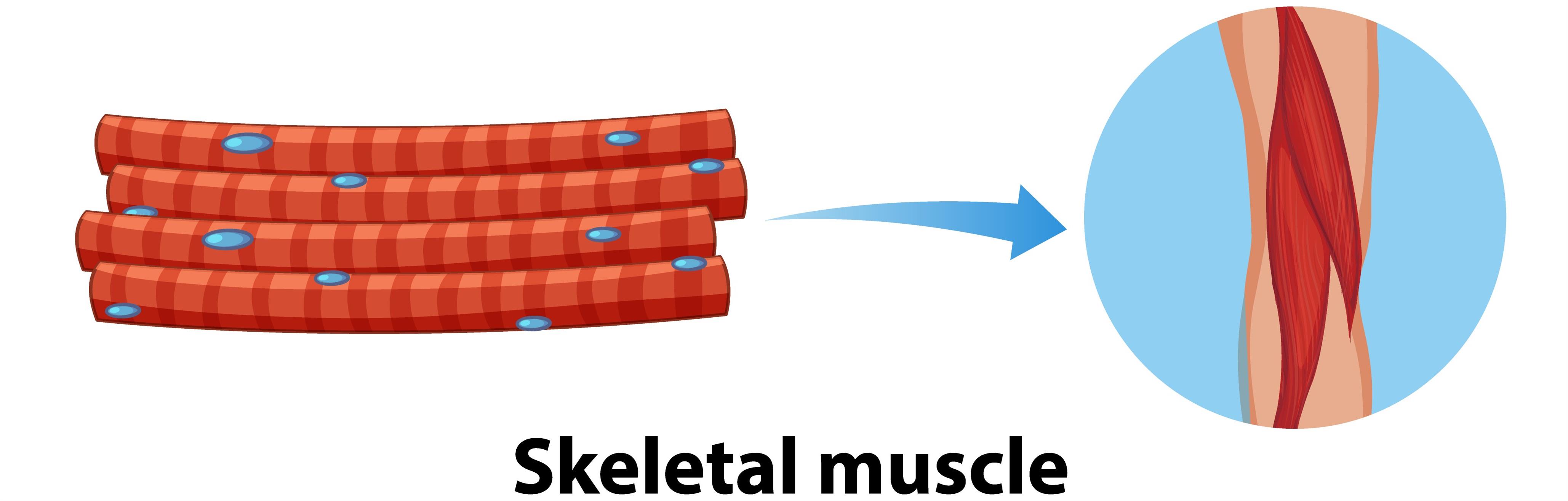 Muscular system — lesson. Science State Board, Class 6.