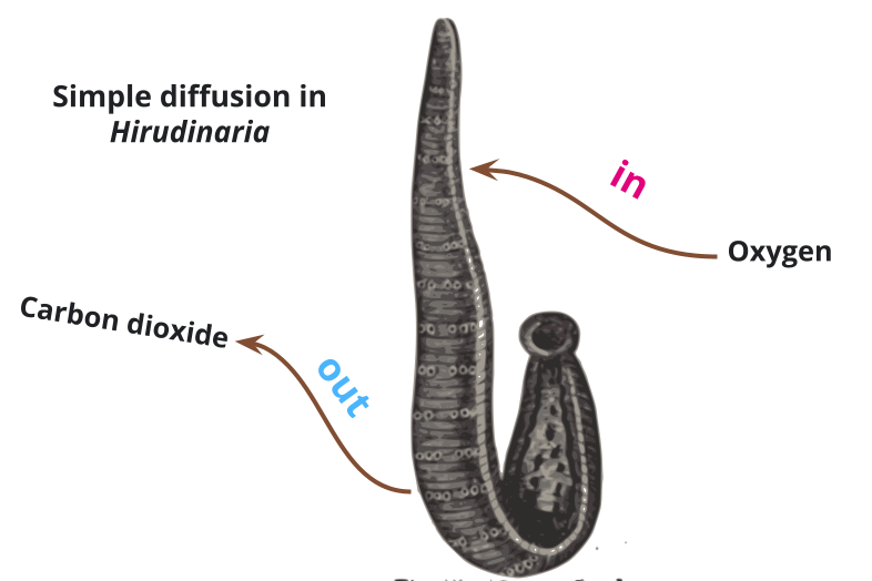 Organ systems of leech — lesson. Science State Board, Class 10.