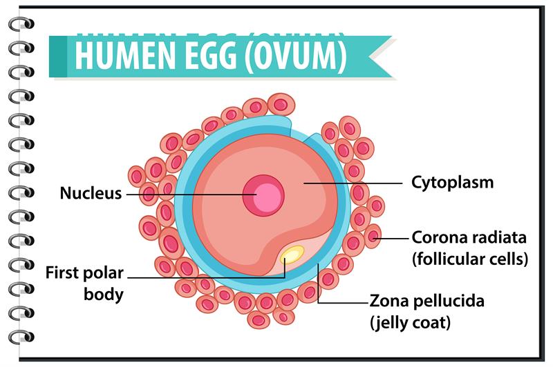 Reproductive organs in male and female — lesson. Science CBSE, Class 8.