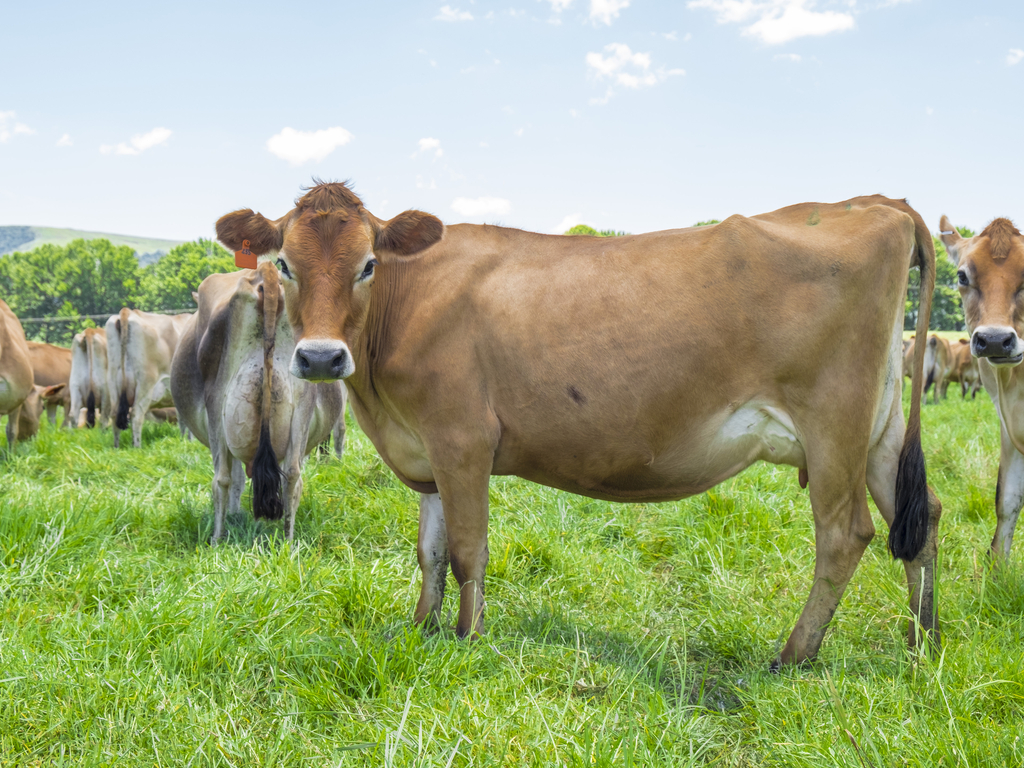 Introduction to animal husbandry — lesson. Science CBSE, Class 9.