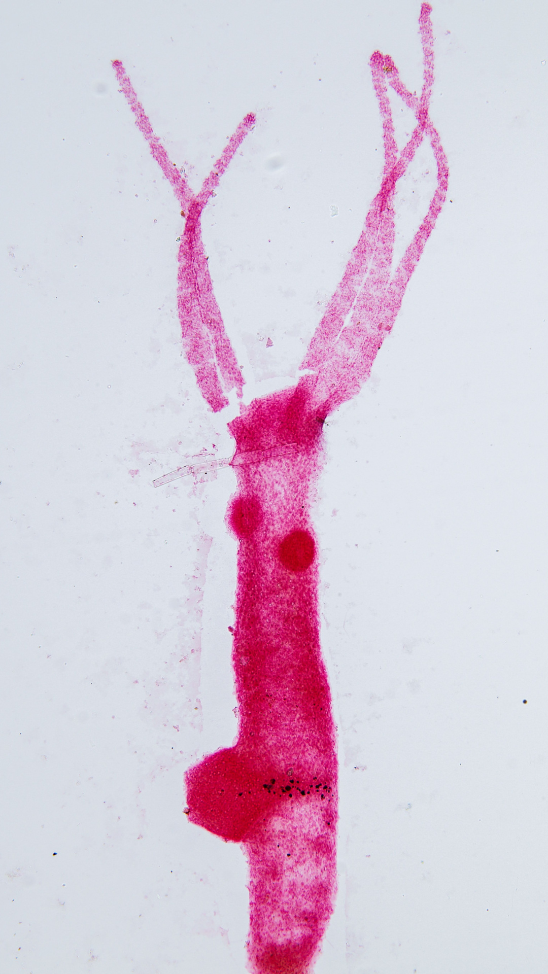 Intext questions III — task. Science CBSE, Class 8.