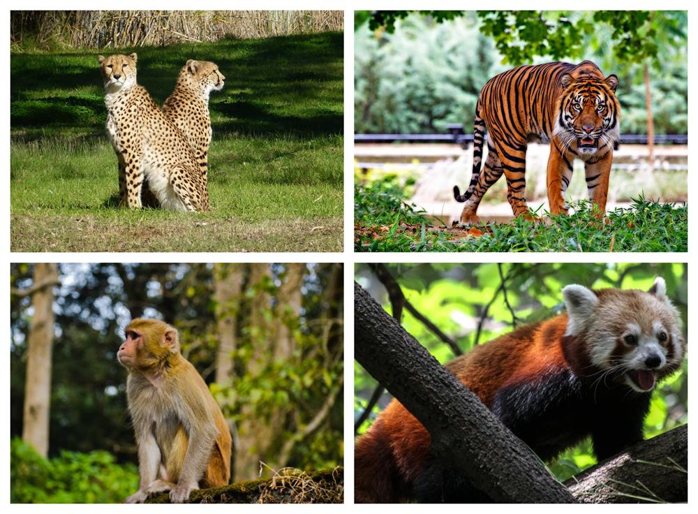 Wildlife and wildlife management — lesson. Science State Board, Class 10.