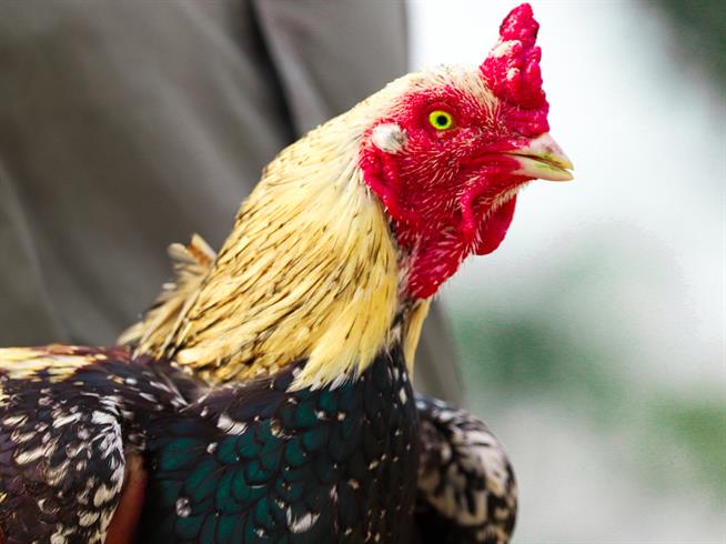 Farming of poultry — lesson. Science CBSE, Class 9.