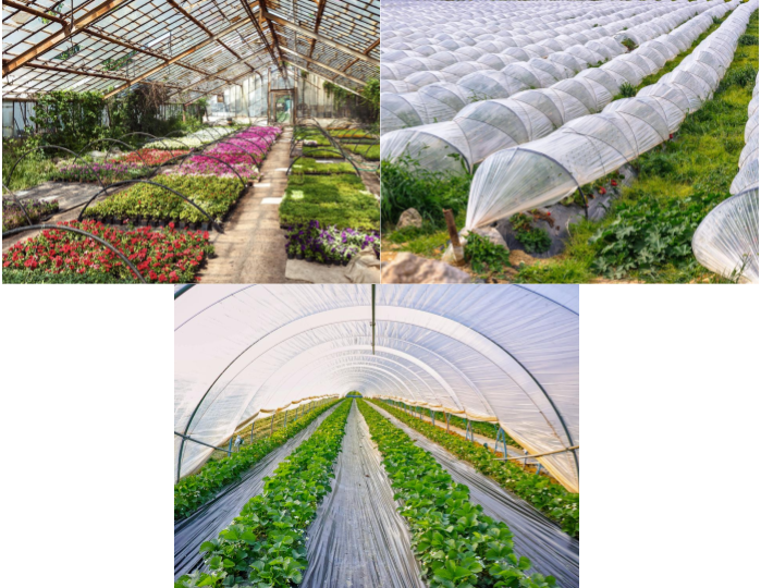 Olericulture or vegetable farming — lesson. Science State Board, Class 9.