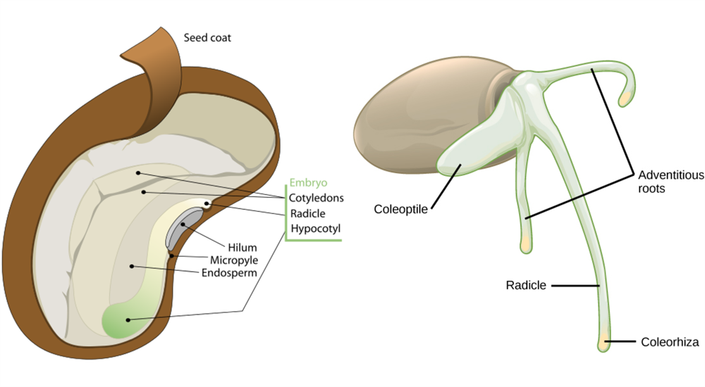 Structure of a seed — lesson. Science CBSE, Class 10.
