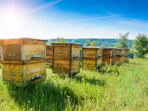 Apiculture or Bee-keeping — lesson. Science CBSE, Class 9.