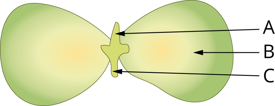Multiple choice questions X — task. Science CBSE, Class 10.