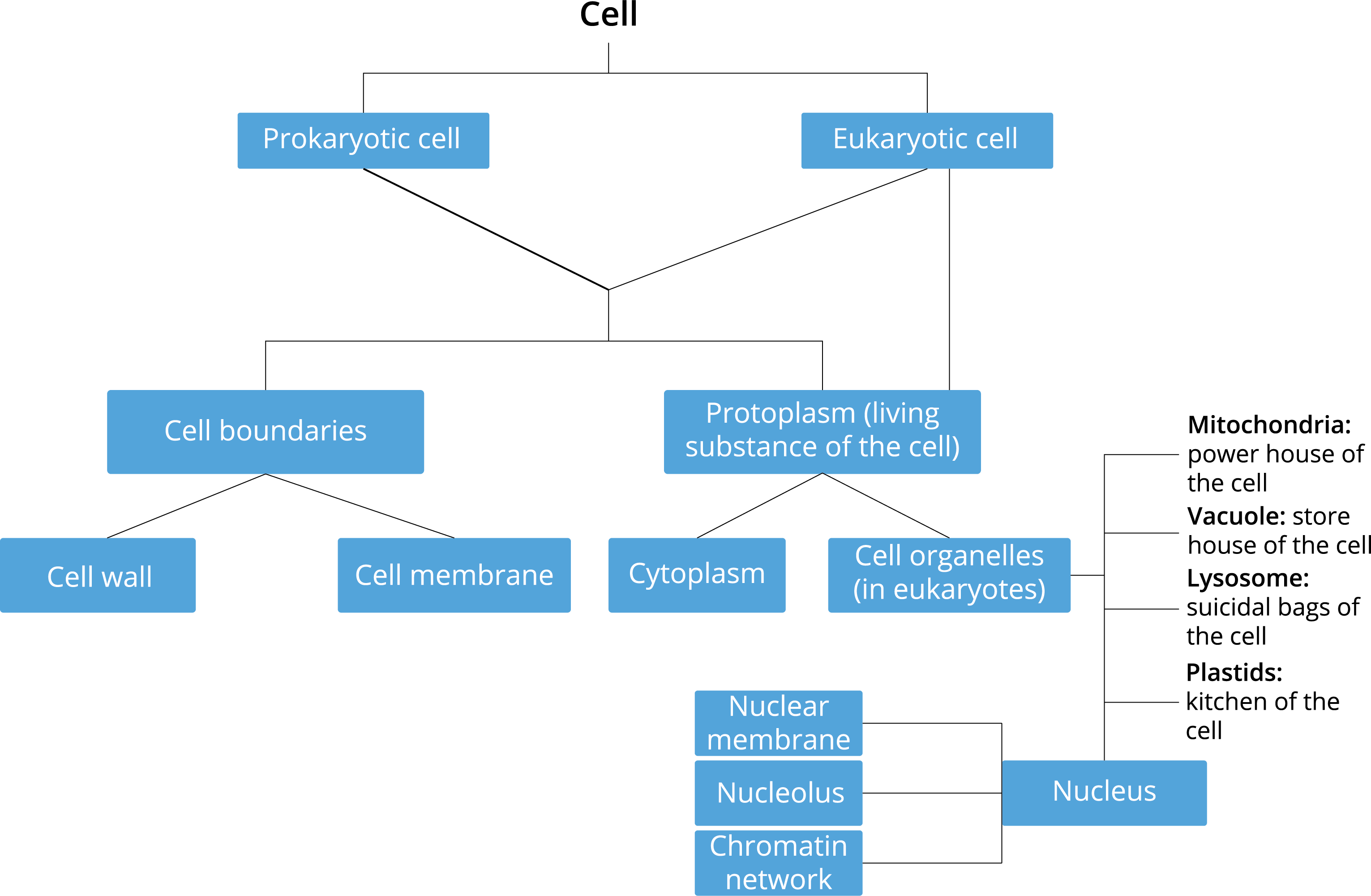 Cell Structure Mind Map