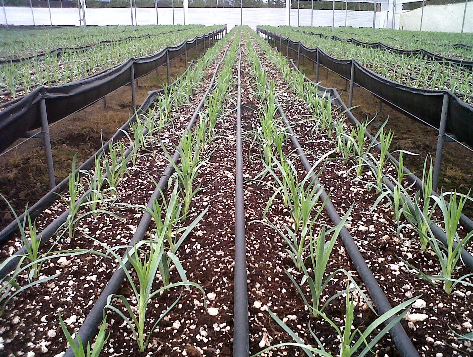 Irrigation — lesson. Science CBSE, Class 8.