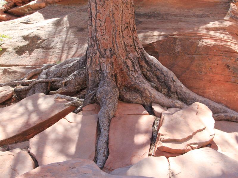 Explanation — lesson. English Language CBSE, Class 10.