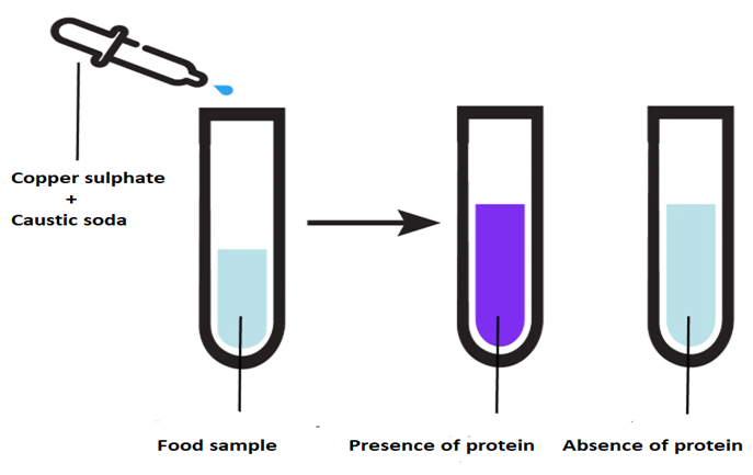 Test for carbohydrates, sugar, protein and fat — lesson. Science CBSE ...