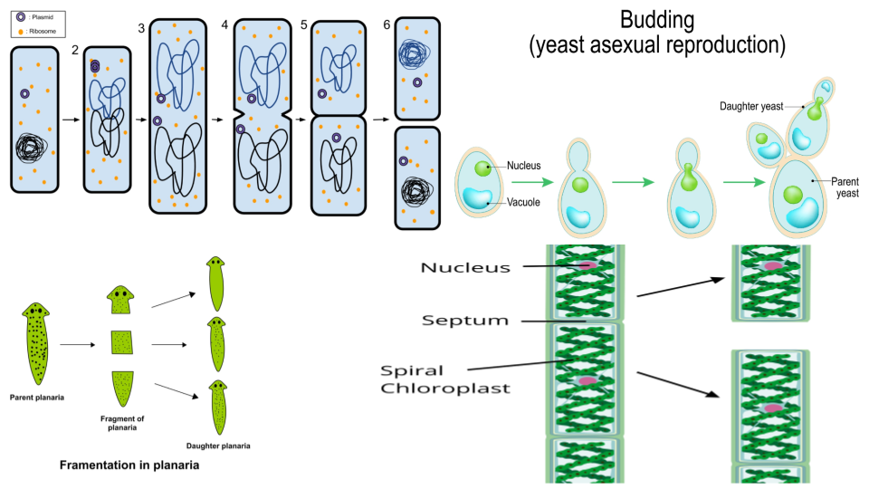 Reproduction in plants and their types — lesson. Science CBSE, Class 10.