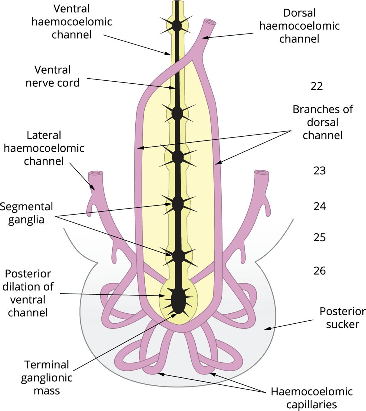 Organ systems of leech — lesson. Science State Board, Class 10.