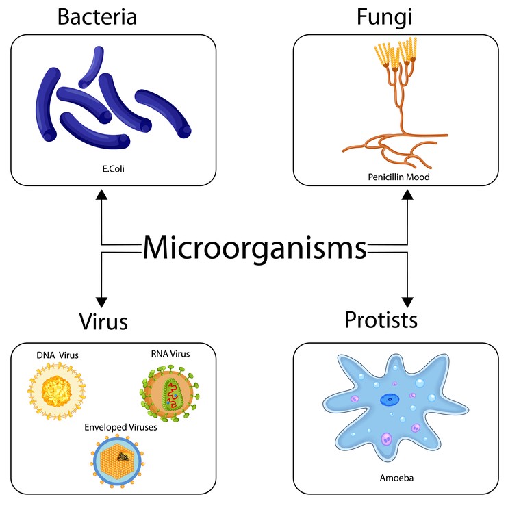 Microorganisms — lesson. Science State Board, Class 9.