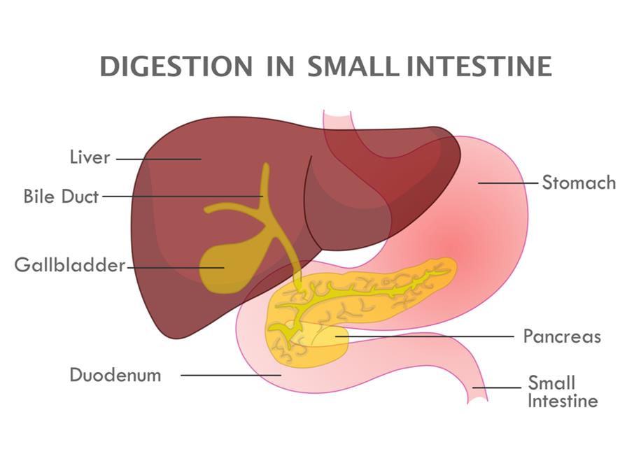 Intestine and glands — lesson. Science CBSE, Class 7.