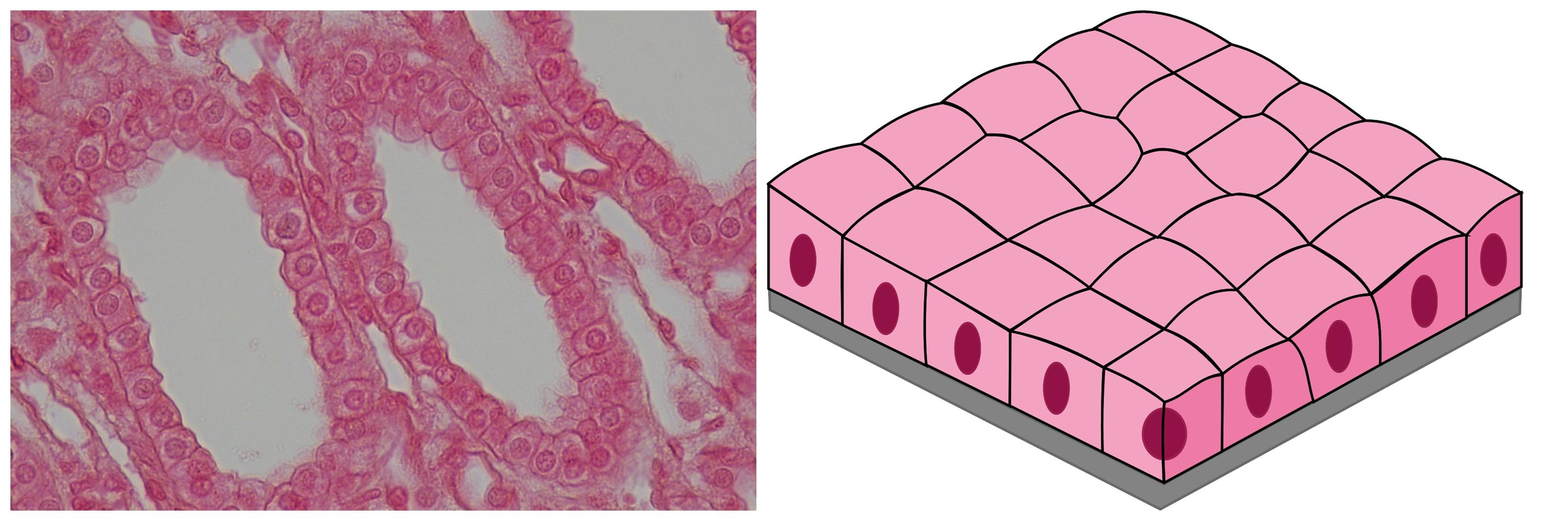 Simple and compound epithelium — lesson. Science State Board, Class 9.