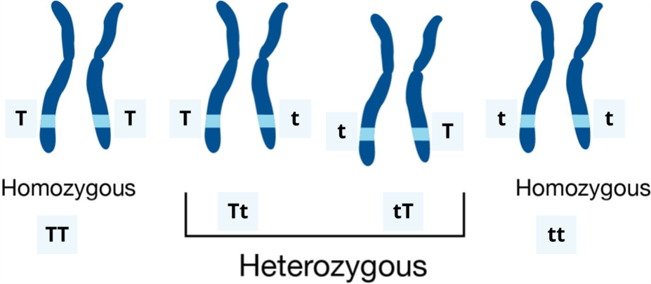 Punnett square, homozygous and heterozygous, alleles or allelomorphs ...