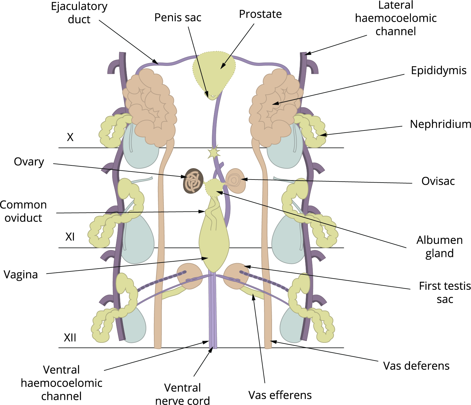Reproductive system — lesson. Science State Board, Class 10.