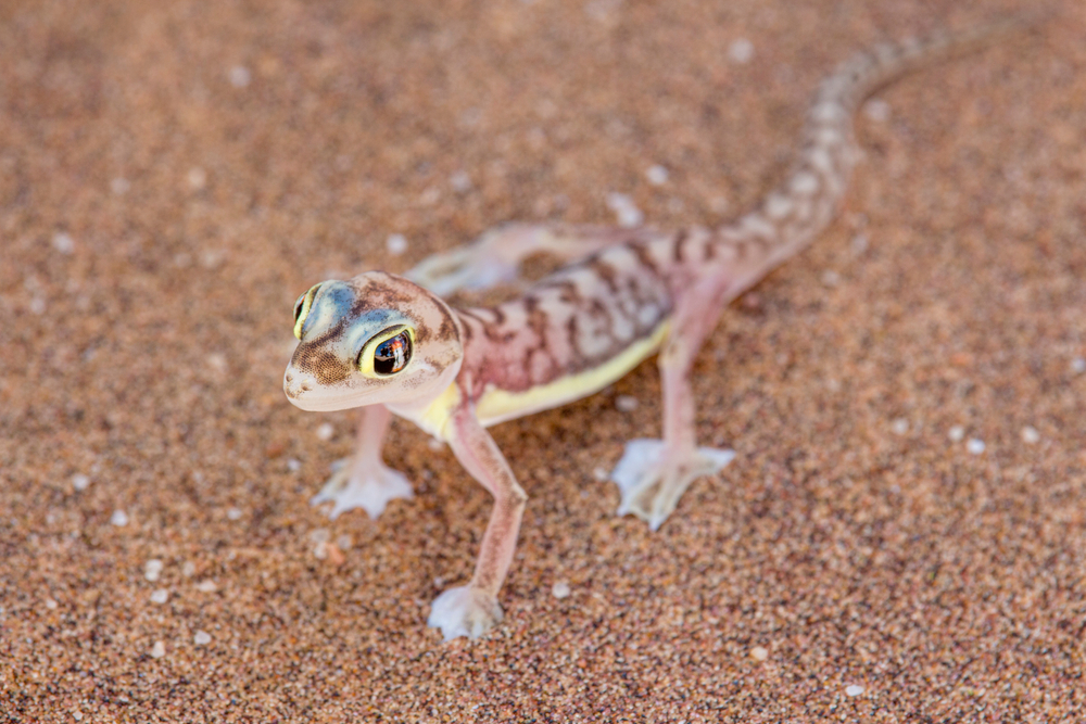 Adaptations in lizards — lesson. Science State Board, Class 6.