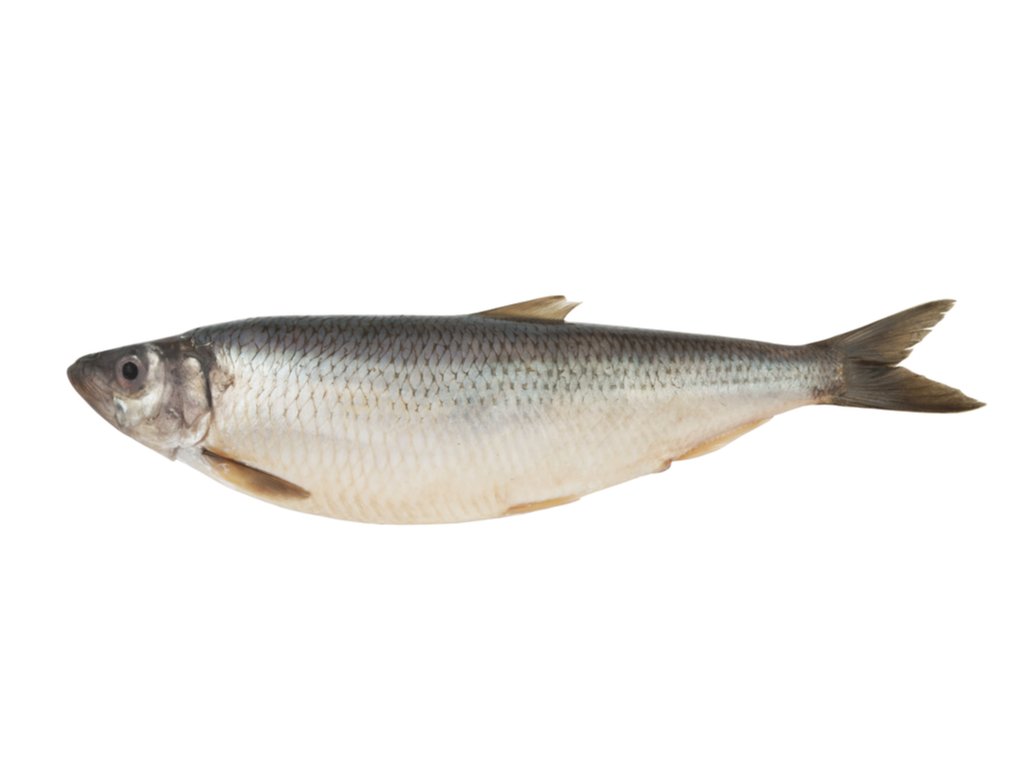 Production of fish — lesson. Science CBSE, Class 9.