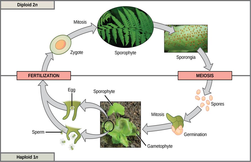 Algae and its characteristics — lesson. Science State Board, Class 8.