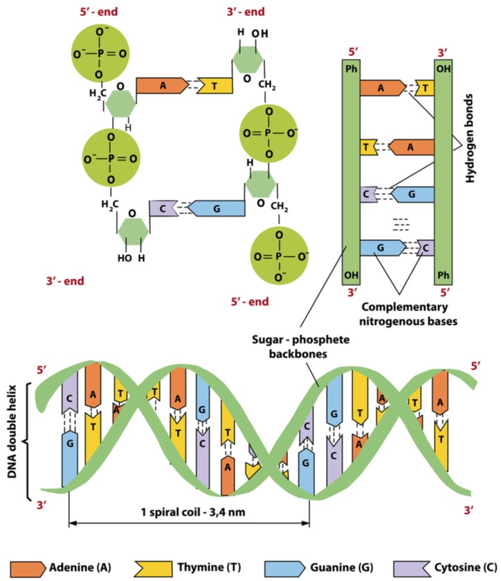 Structure and composition of DNA molecule — lesson. Science State Board ...
