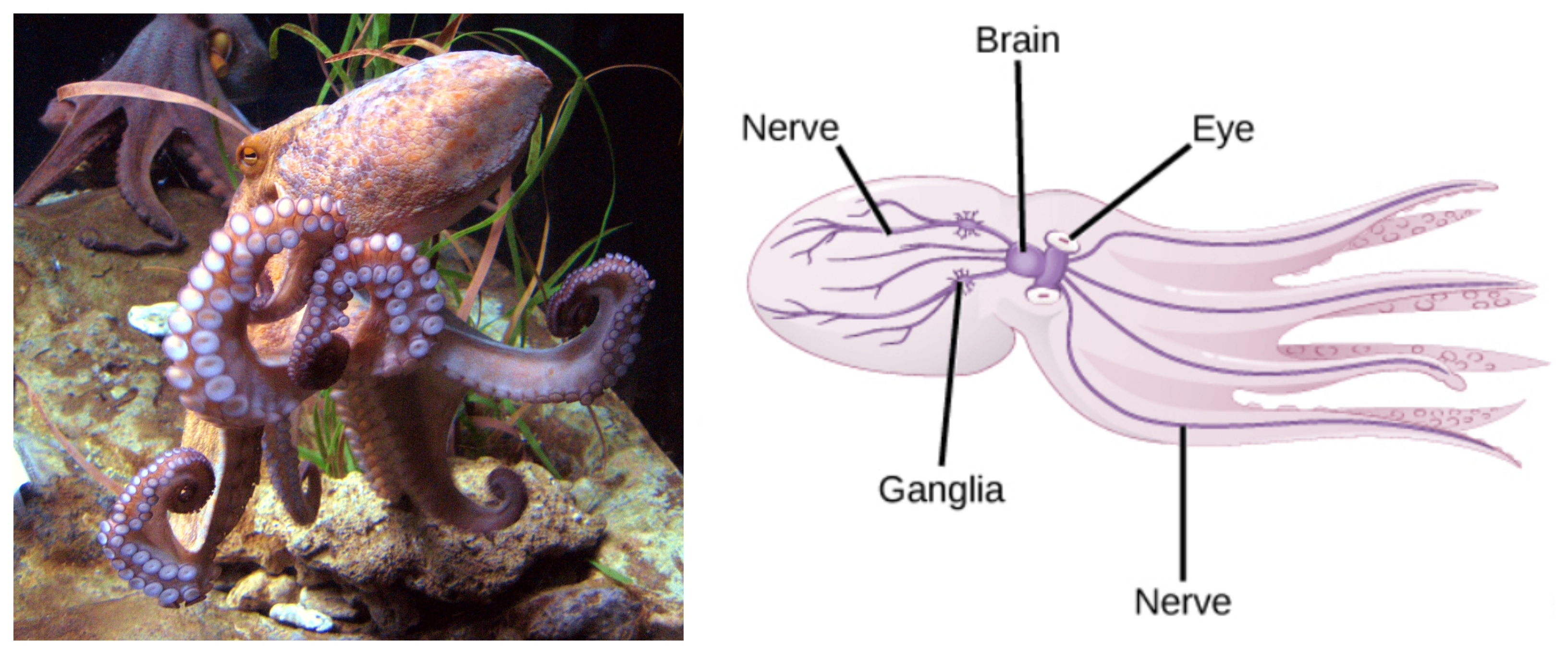Nervous system in different organisms II — lesson. Science CBSE, Class 10.