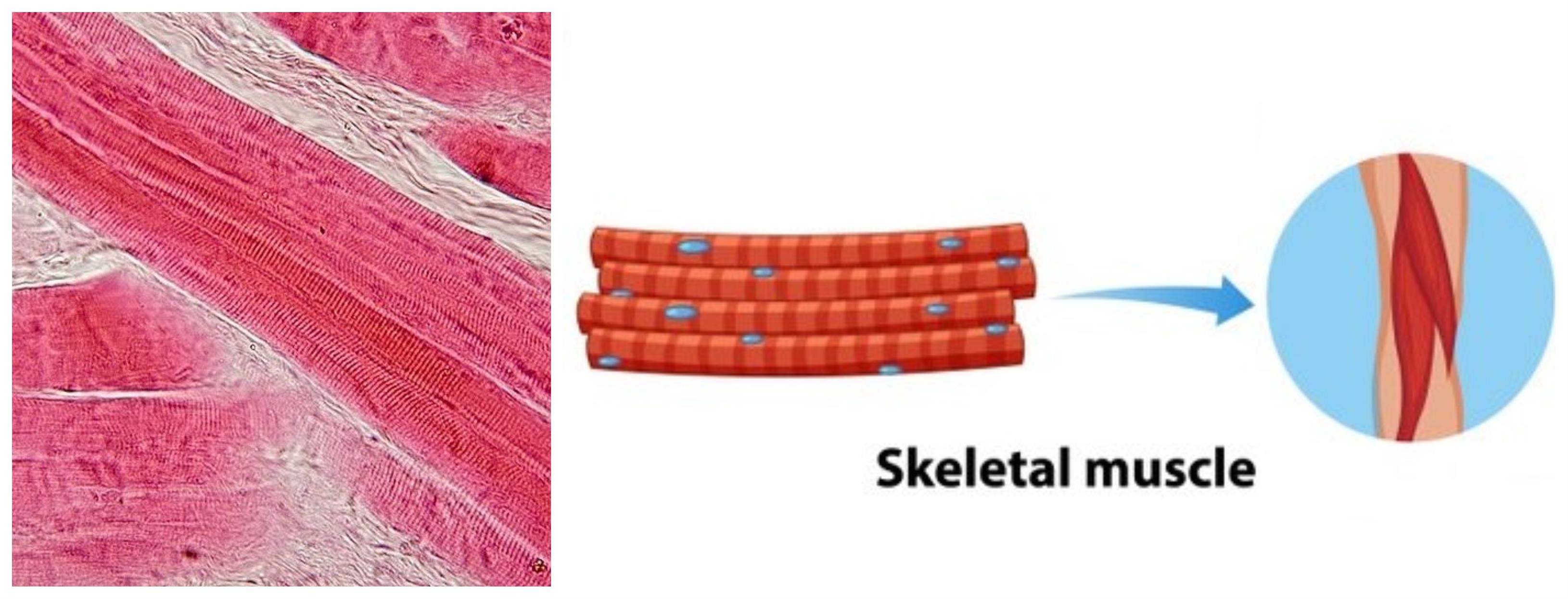 Muscular tissue — lesson. Science State Board, Class 9.