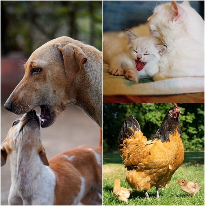 Reproduction — lesson. Science CBSE, Class 8.