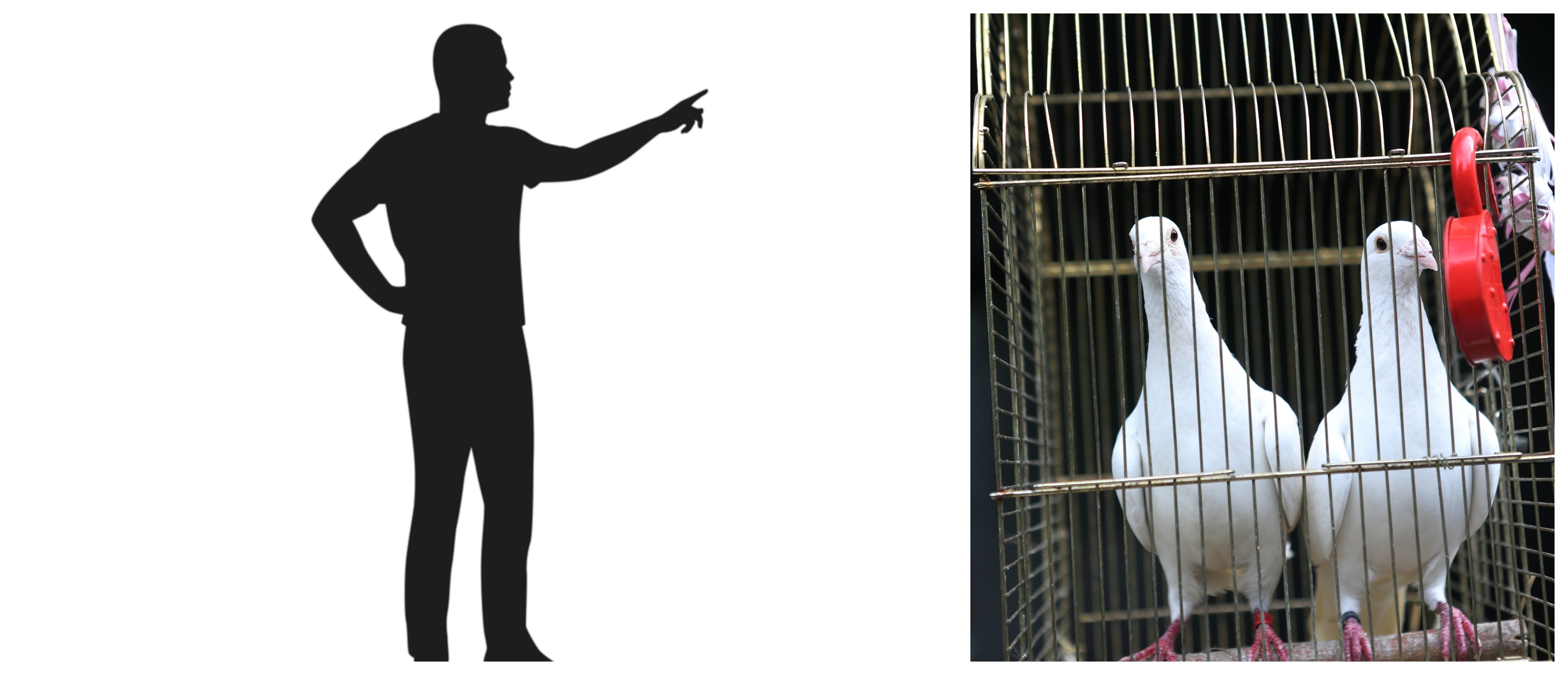 Explanation of the lesson "I Want Something in a Cage" — lesson ...