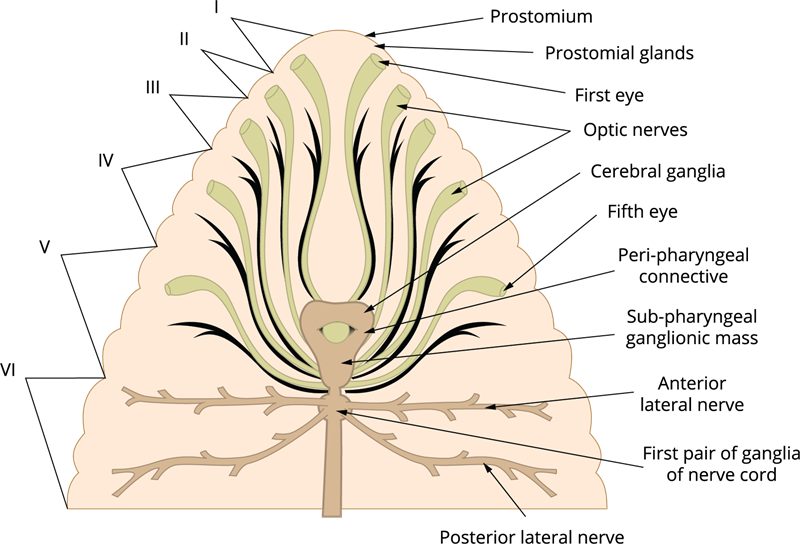 Organ systems of leech — lesson. Science State Board, Class 10.