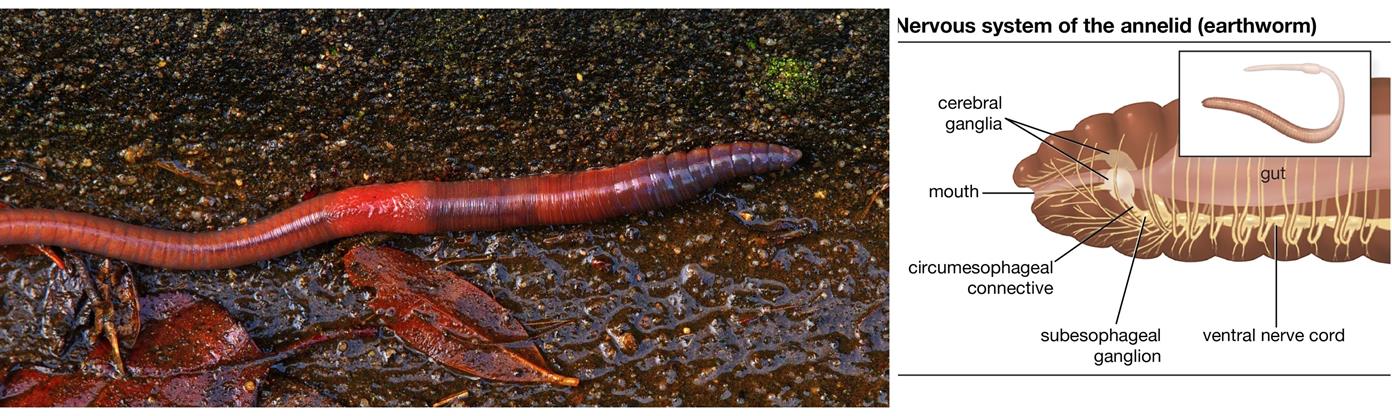 Nervous system in different organisms II — lesson. Science CBSE, Class 10.